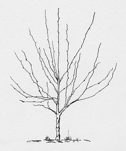 FAQs - Baumschule Hemmelmeyer