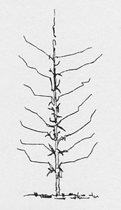 FAQs - Baumschule Hemmelmeyer