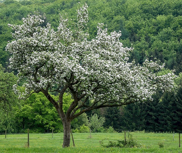 apfelbaum - Baumschule Hemmelmeyer