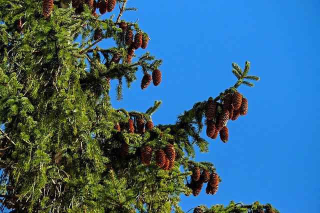 tanne - Baumschule Hemmelmeyer