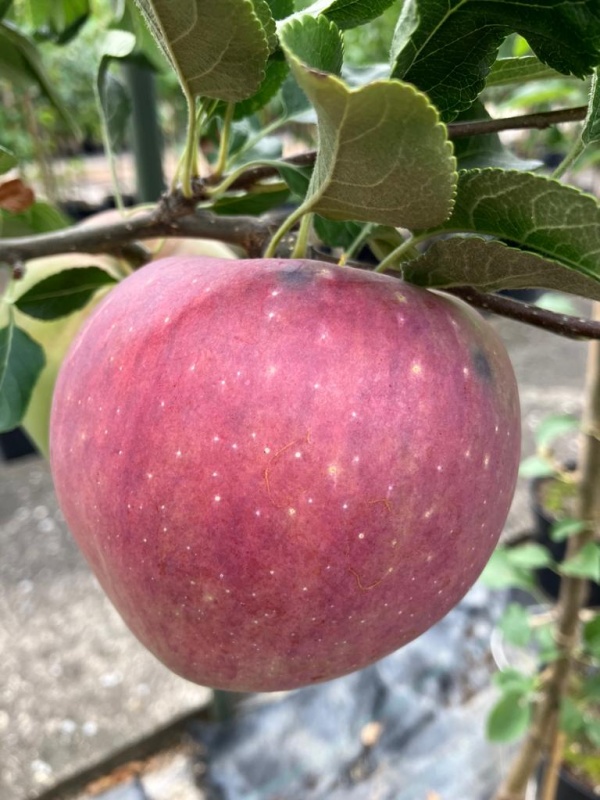 Berner Rosenapfel – Herbstapfel - Baumschule Hemmelmeyer
