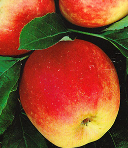 Arlet – Winterapfel - Baumschule Hemmelmeyer