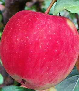 Pinova - Baumschule Hemmelmeyer