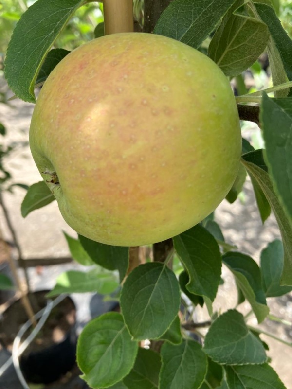 Stark Earliest – Sommerapfel - Baumschule Hemmelmeyer