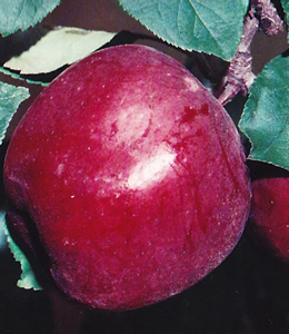 Berner Rosenapfel – Herbstapfel - Baumschule Hemmelmeyer